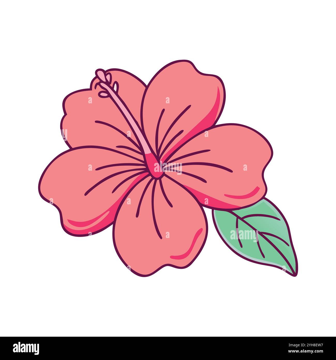 vector illustration of a hibiscus flower, for floral designs, botanical ...