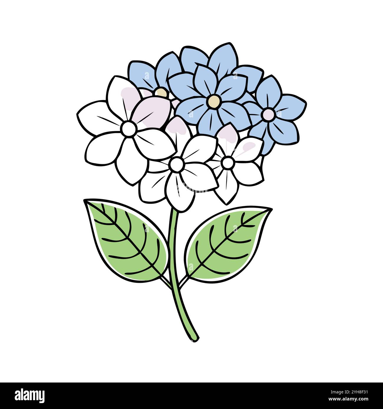 vector illustration of a hydrangea flower , for floral designs ...