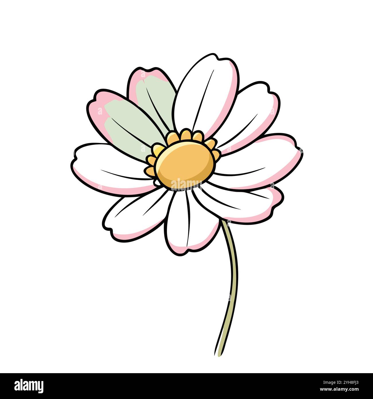 vector illustration of a cosmos flower, for floral designs, botanical ...
