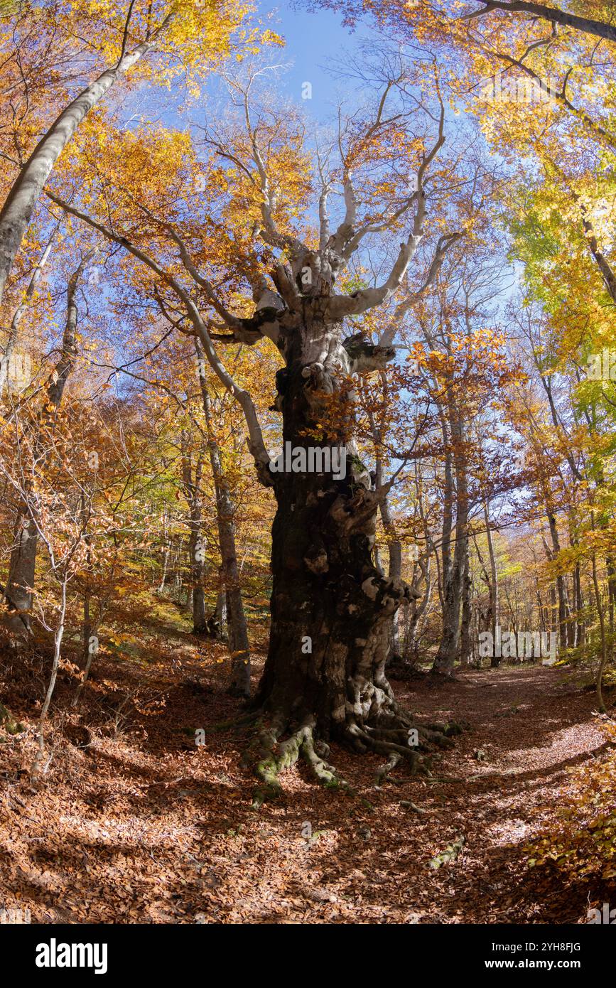 Century-old maple tree in the woods of Pescocostanzo in Abruzzo, Italy ...