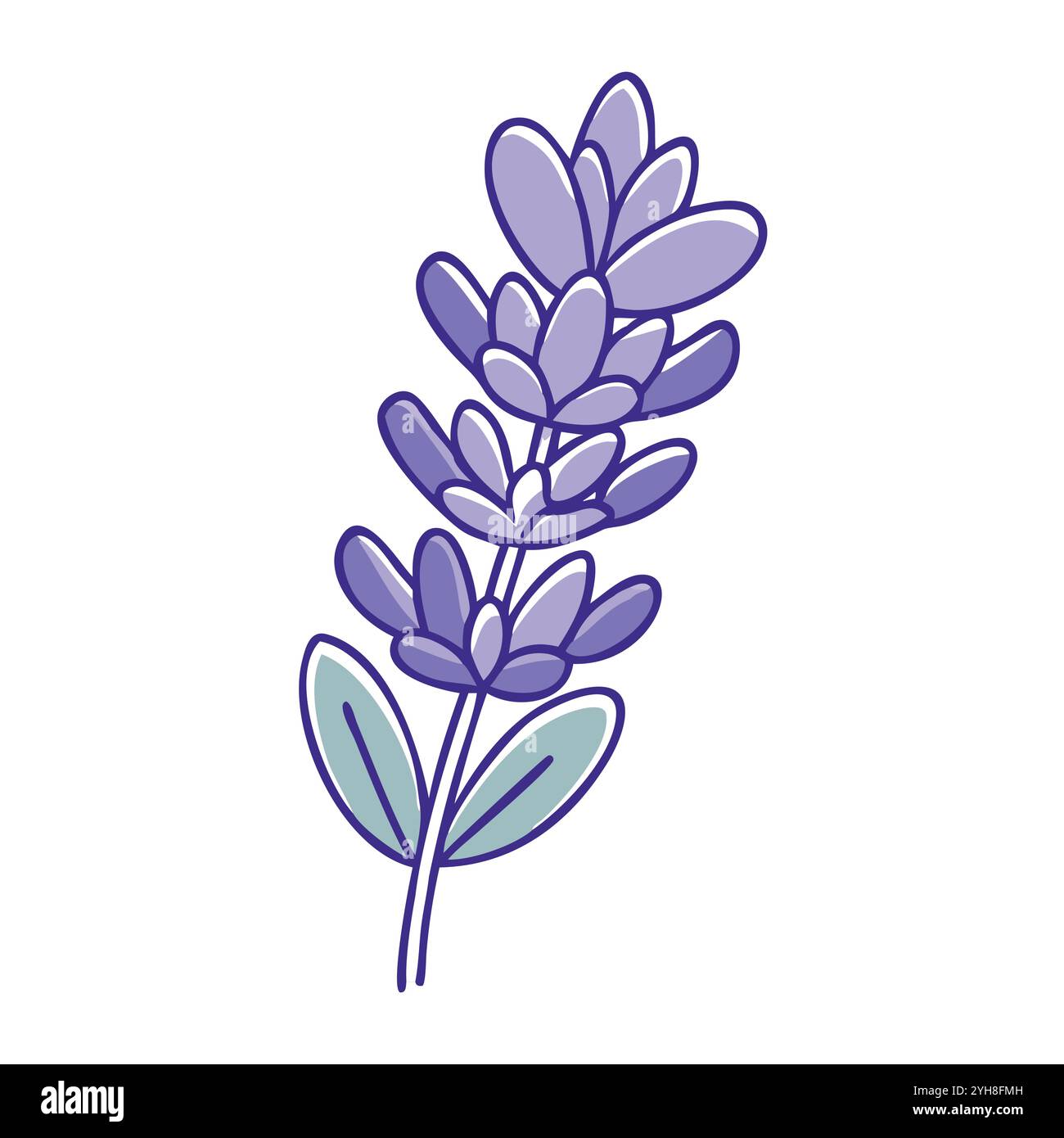 vector illustration of a lavender flower, for floral designs, botanical ...