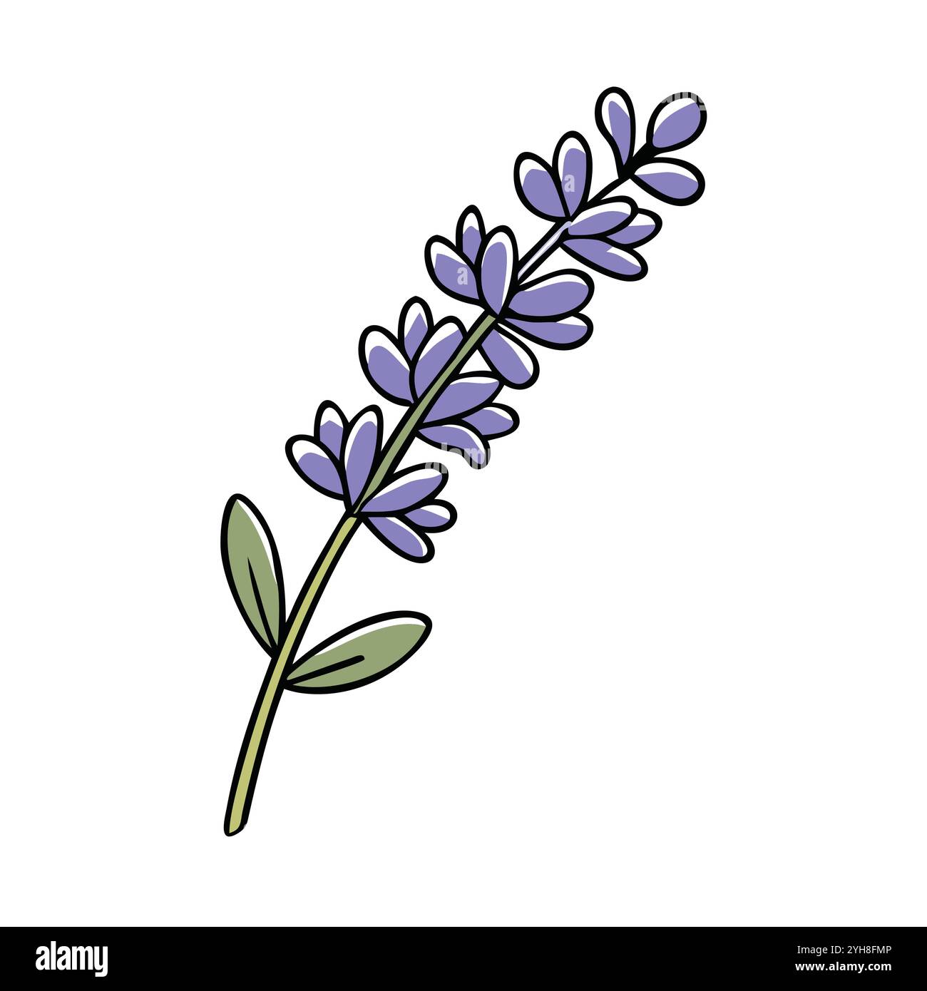 vector illustration of a lavender flower, for floral designs, botanical ...