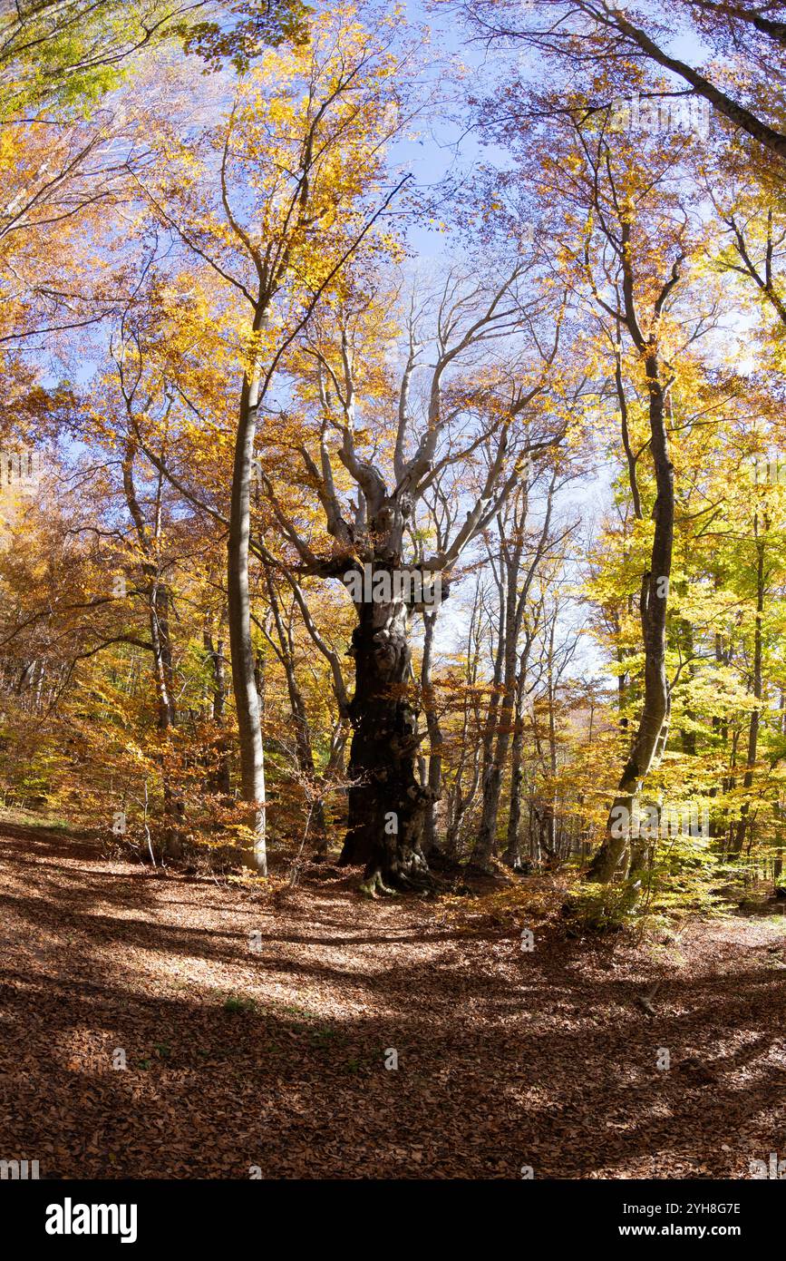 Century-old maple tree in the woods of Pescocostanzo in Abruzzo, Italy ...