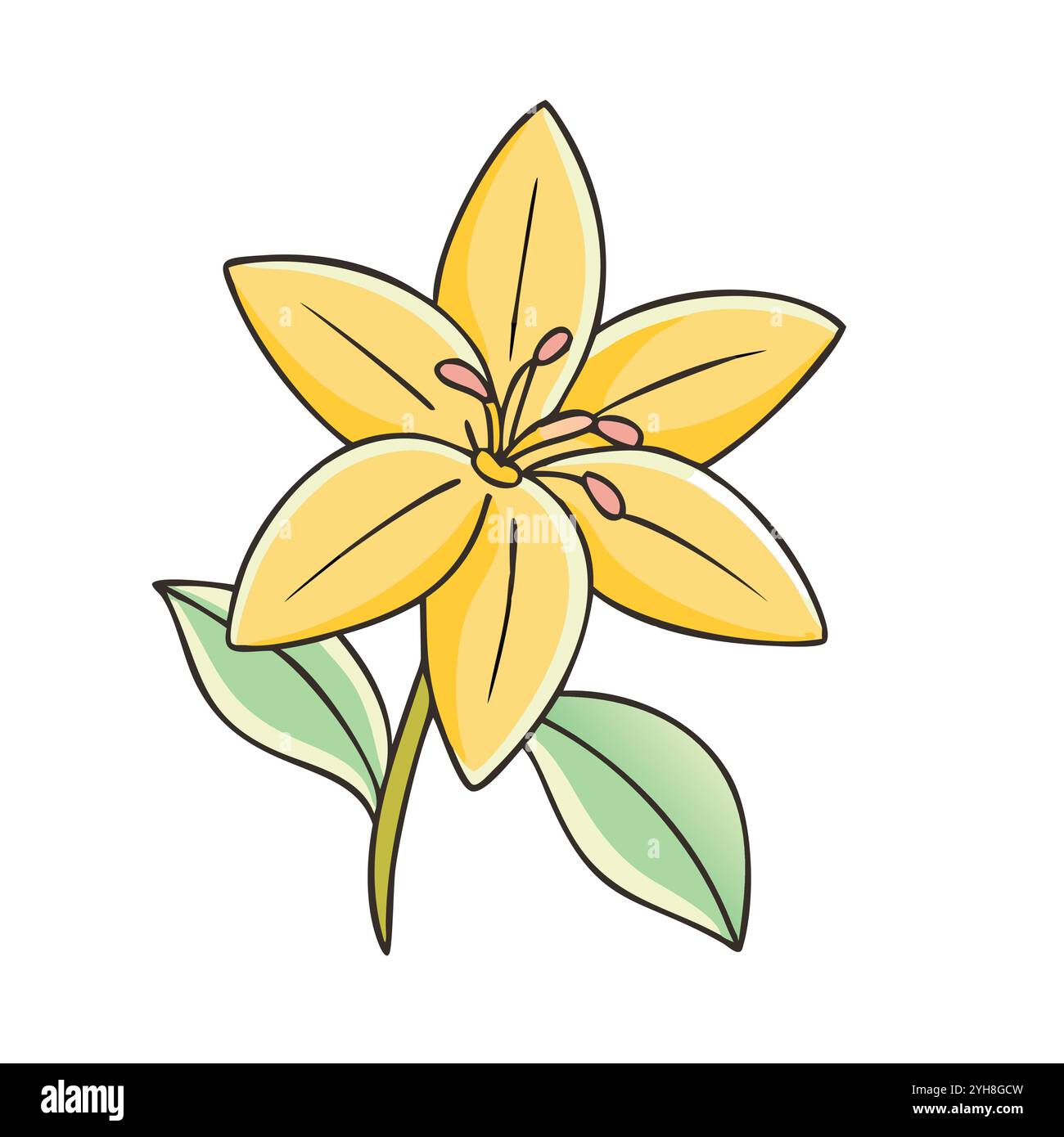 vector illustration of a lily flower, for floral designs, botanical ...