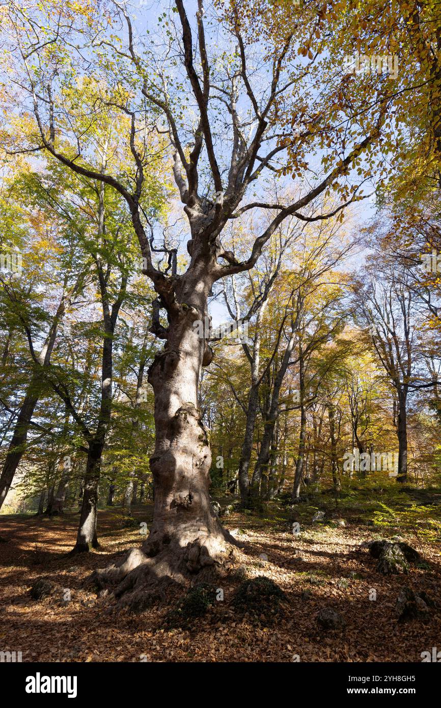 Century-old maple tree in the woods of Pescocostanzo in Abruzzo, Italy ...