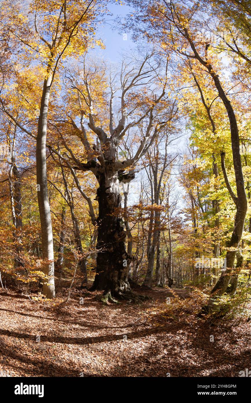 Century-old maple tree in the woods of Pescocostanzo in Abruzzo, Italy ...