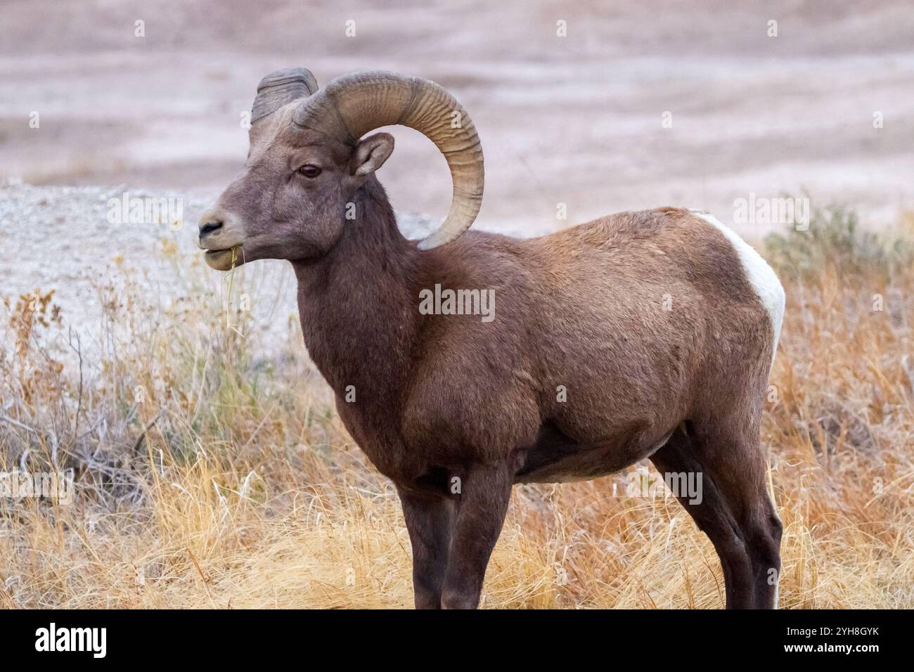 A bighorn sheep ram eats grass as it stands near a cliff in Badlands ...