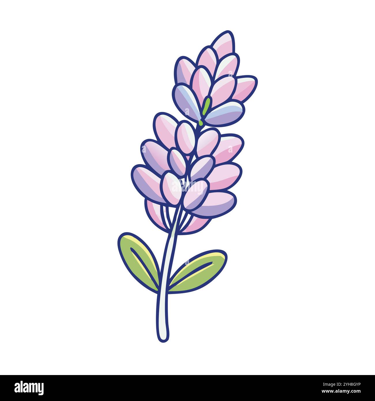 vector illustration of a lupine flower, for floral designs, botanical ...