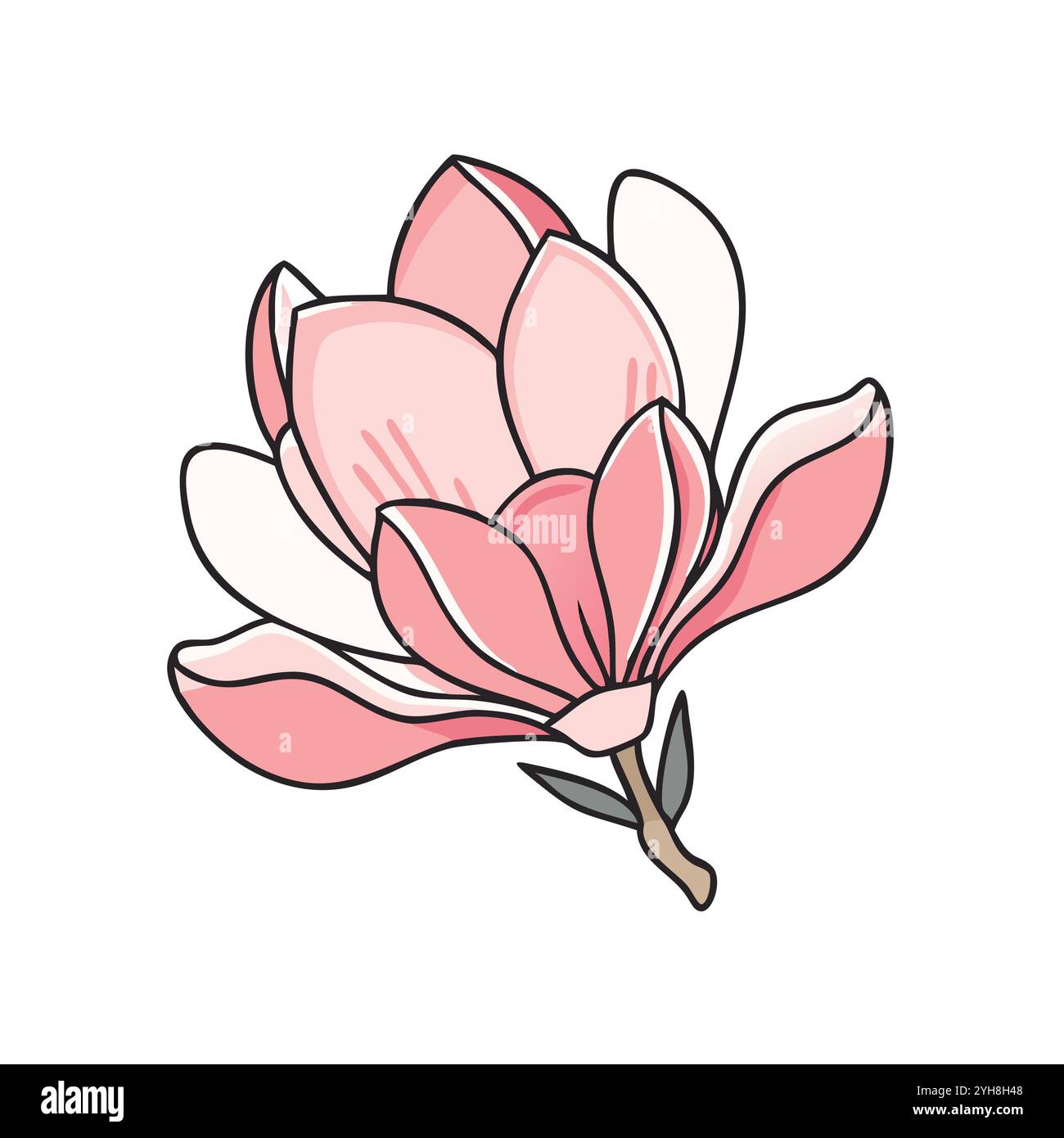 vector illustration of a magnolia flower, for floral designs, botanical ...