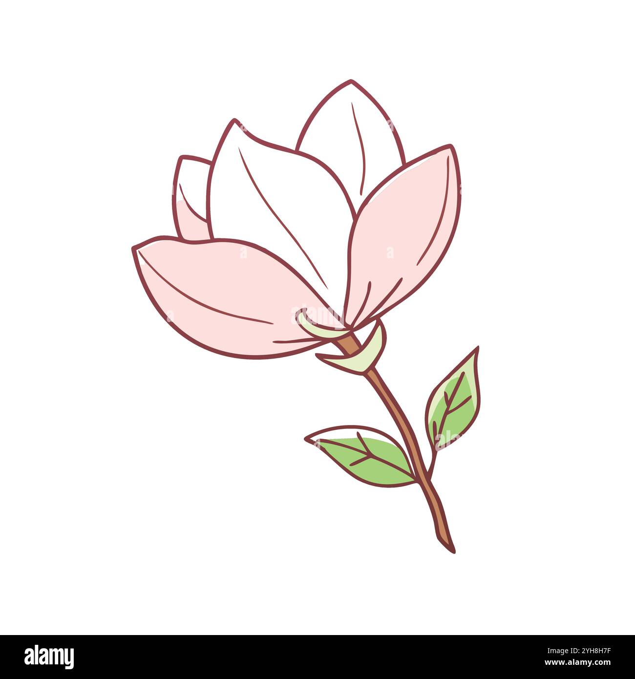 vector illustration of a magnolia flower, for floral designs, botanical ...