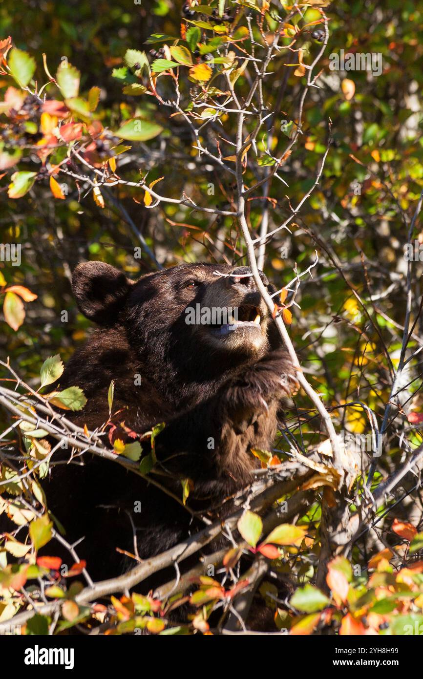 A black bear reaches for river hawthorne berries along Moose-Wilson ...