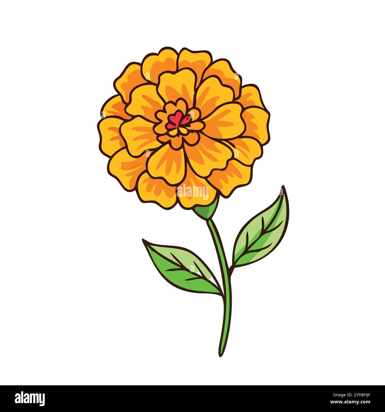 vector illustration of a marigold flower, for floral designs, botanical ...