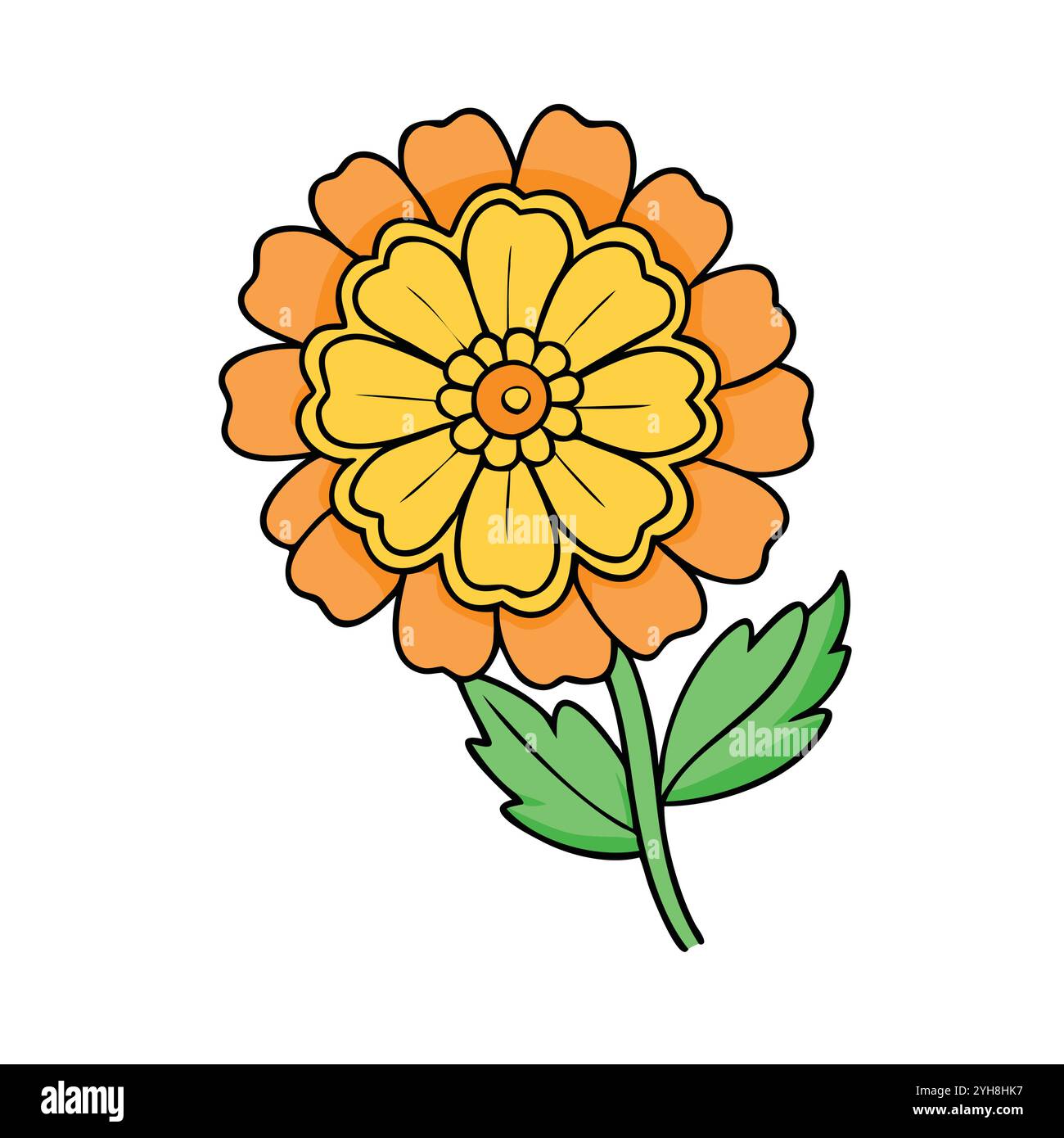 vector illustration of a marigold flower, for floral designs, botanical ...