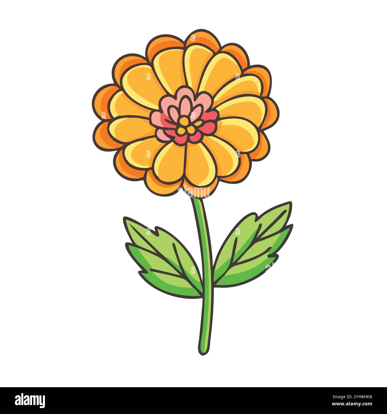 vector illustration of a marigold flower, for floral designs, botanical ...