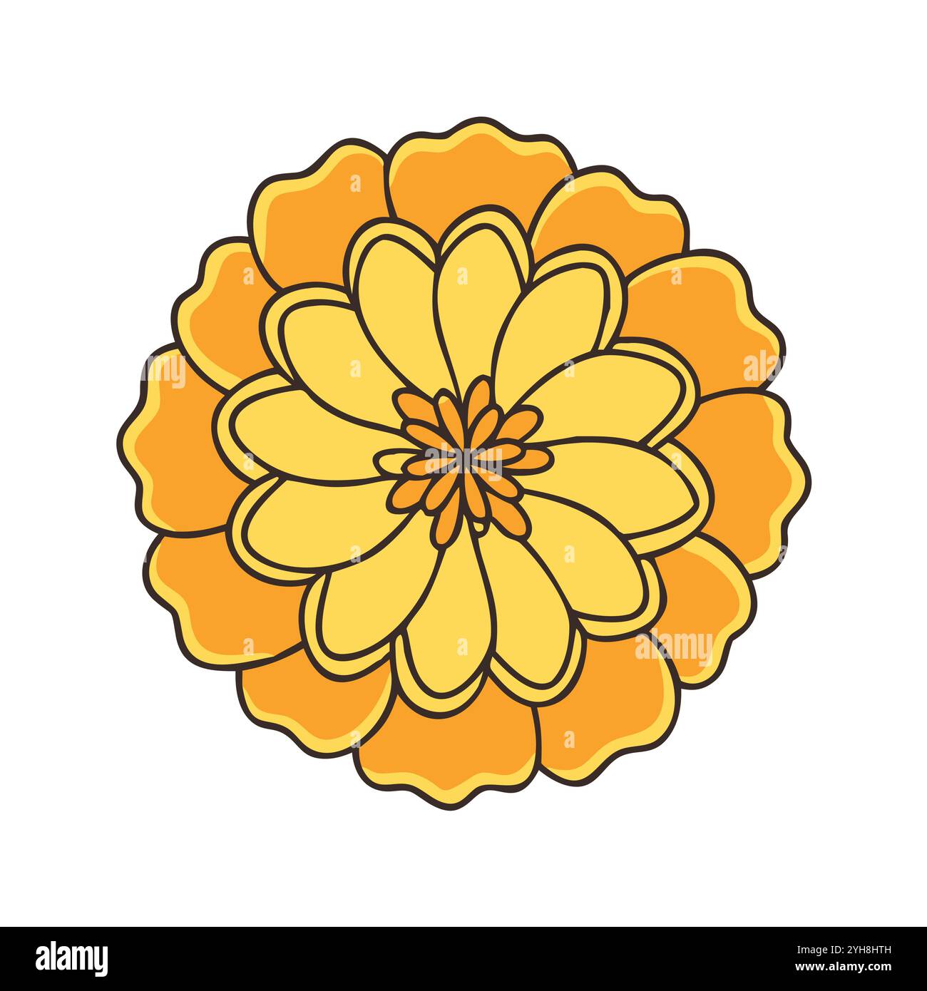 vector illustration of a marigold flower, for floral designs, botanical ...