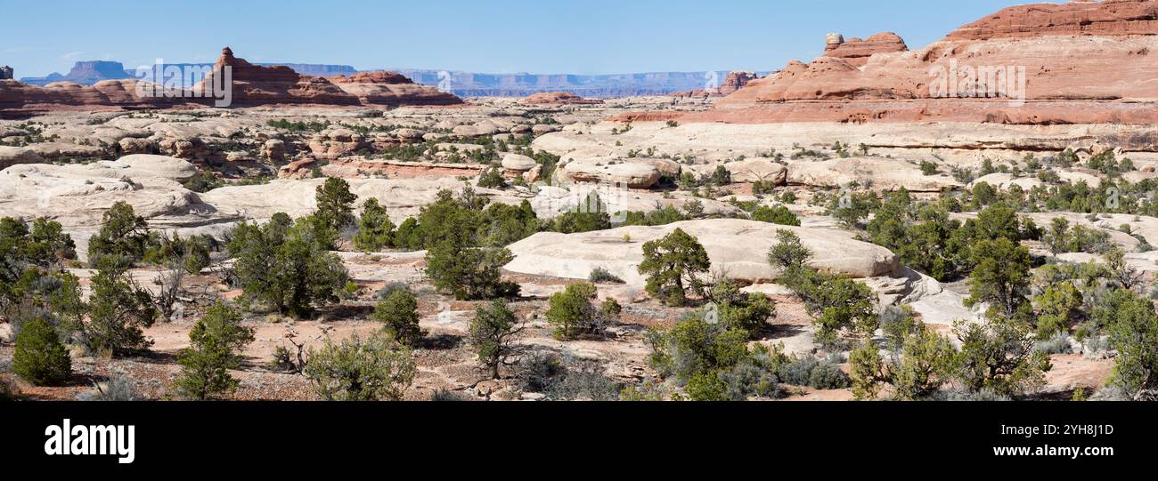 Juniper trees growing in the slickrock along the Squaw Canyon Trail in ...
