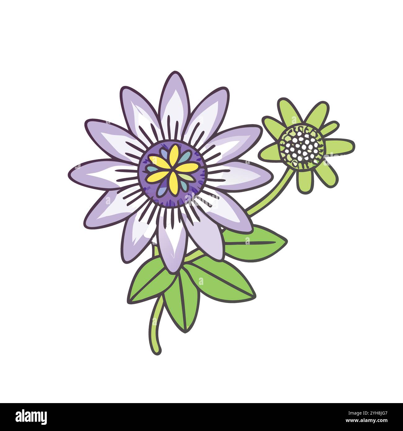 vector illustration of a passion flower flower, for floral designs ...
