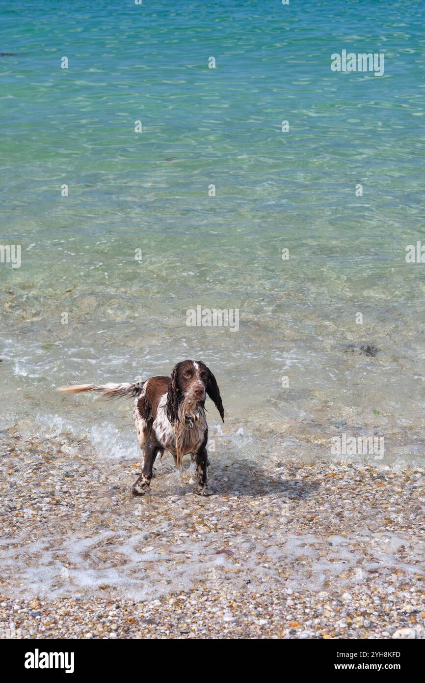 Wet Cocker Spaniel on the beach at Thurlstone Sand, Devon, UK Stock ...