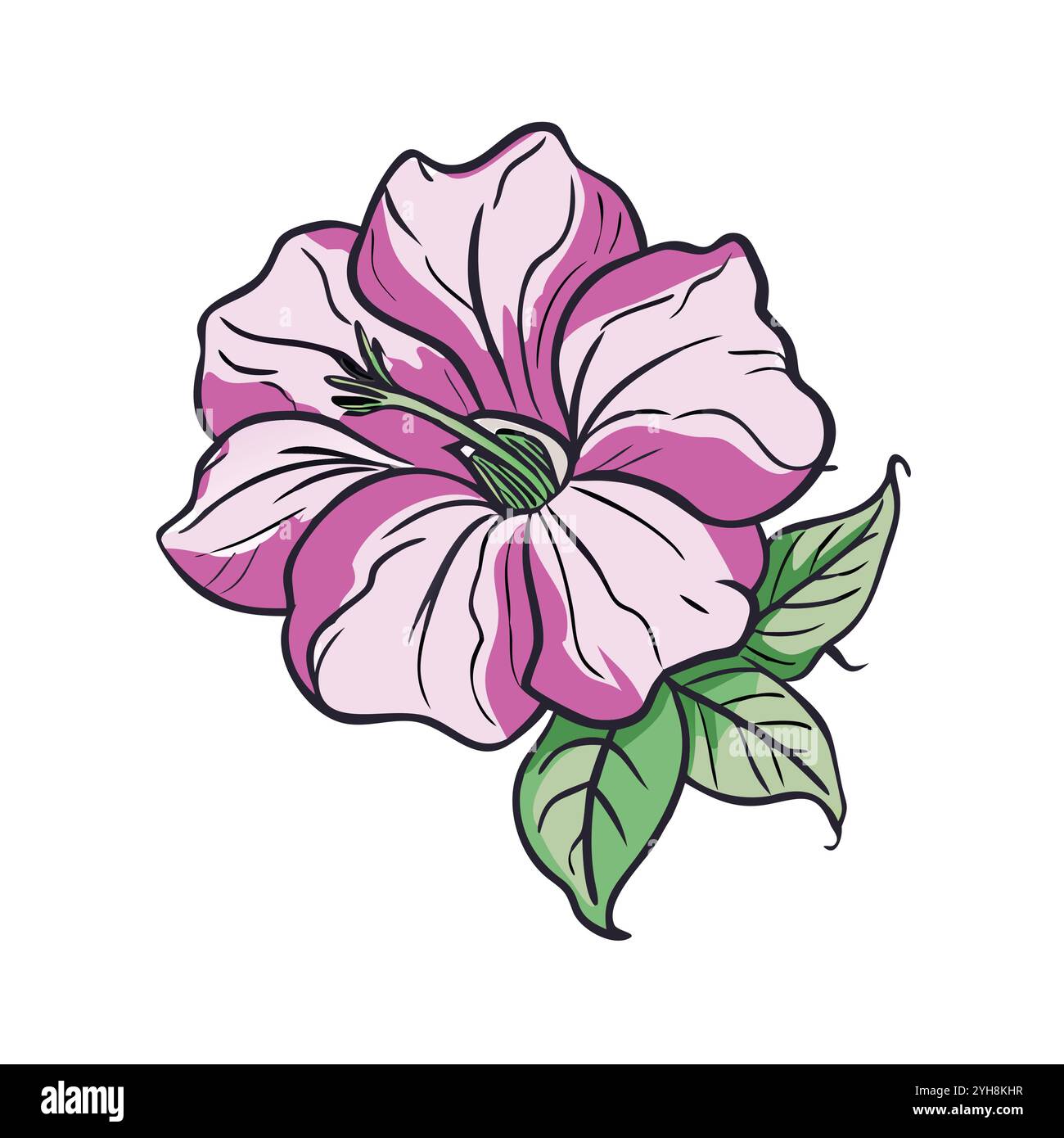 vector illustration of a petunia flower , for floral designs, botanical ...