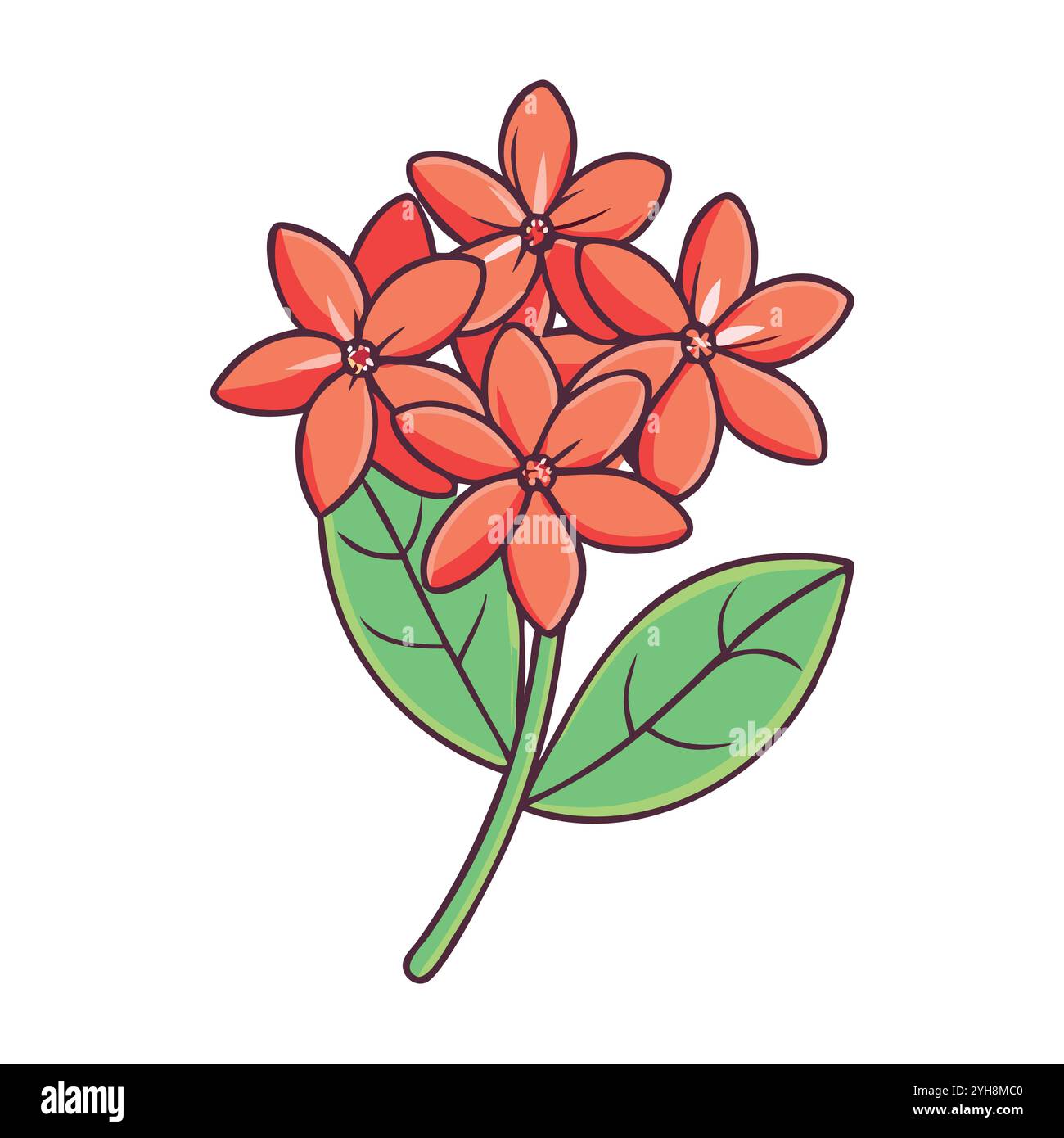 vector illustration of a ixora flower, for floral designs, botanical ...