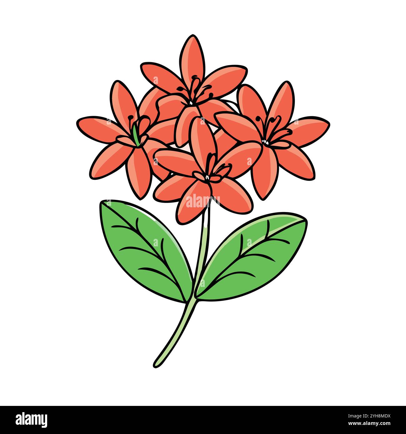 vector illustration of a ixora flower, for floral designs, botanical ...