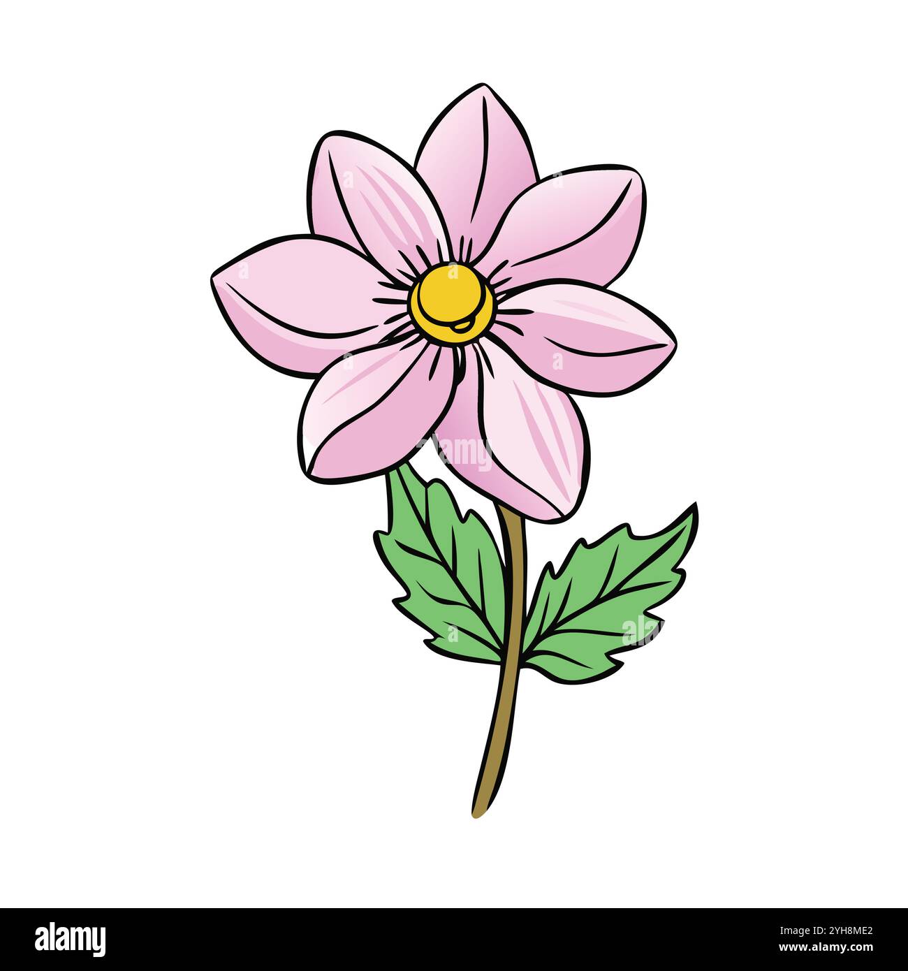 vector illustration of a japanese anemone flower, for floral designs ...