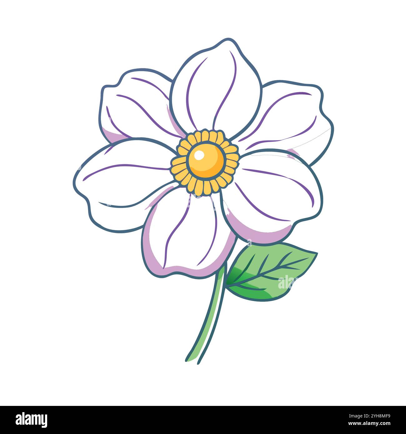 vector illustration of a japanese anemone flower, for floral designs ...