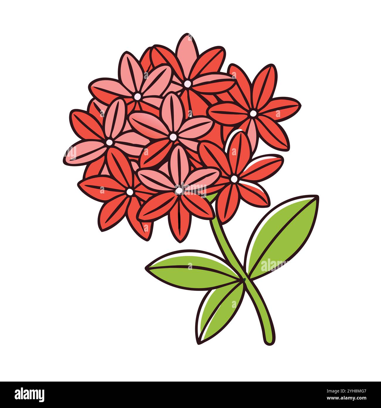 vector illustration of a ixora flower, for floral designs, botanical ...