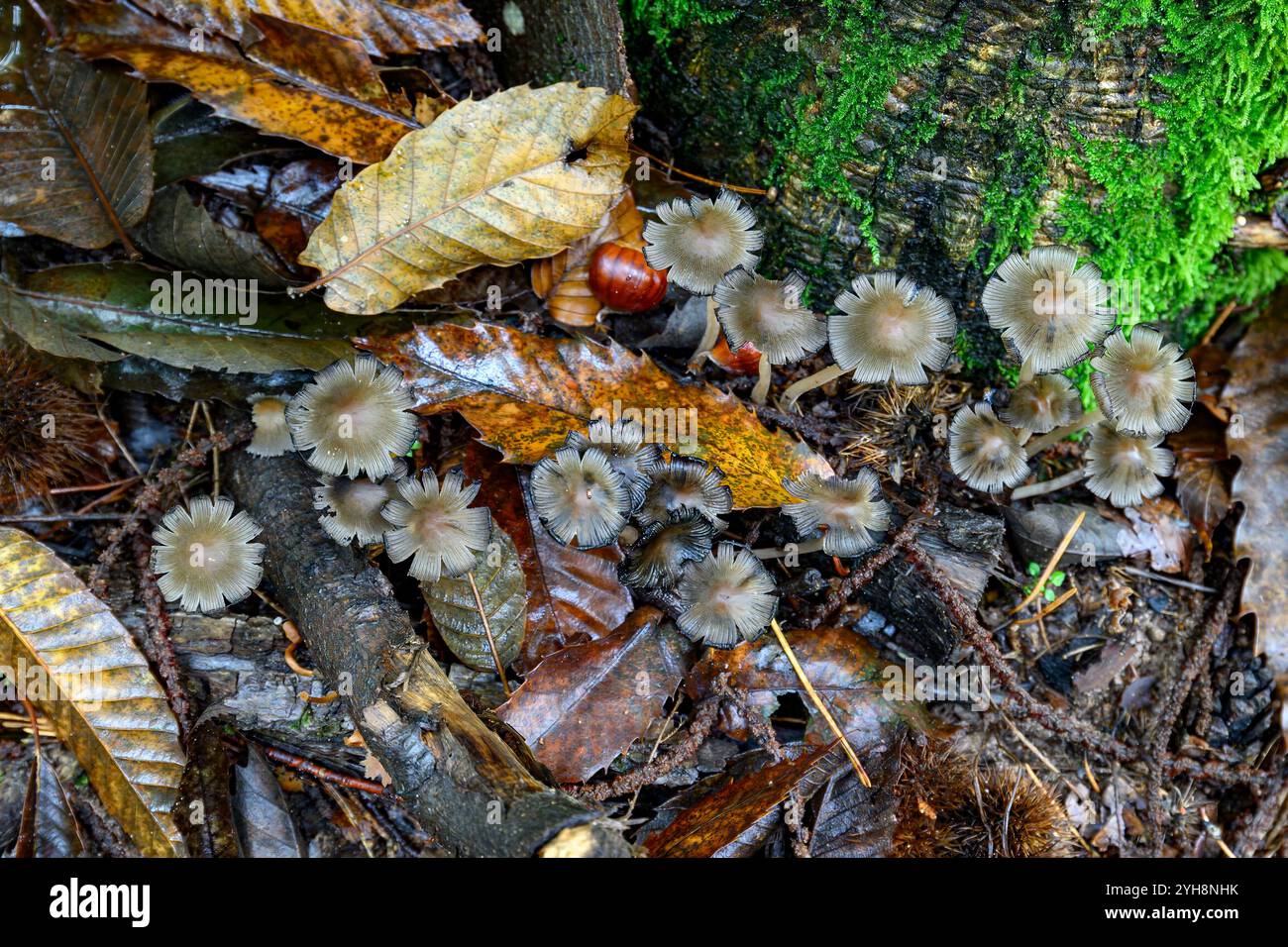 Common Inkcap, (Coprinopsis atramentaria) from Palatinate Forest ...