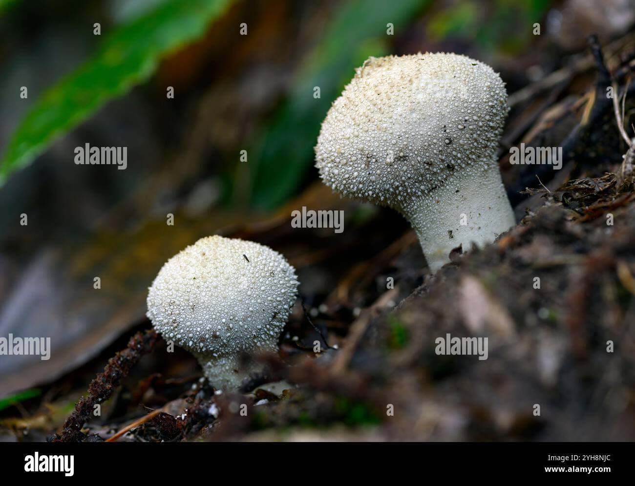Common puffballs (Lycopedron perlatum) from Palatinate Forest, southern ...