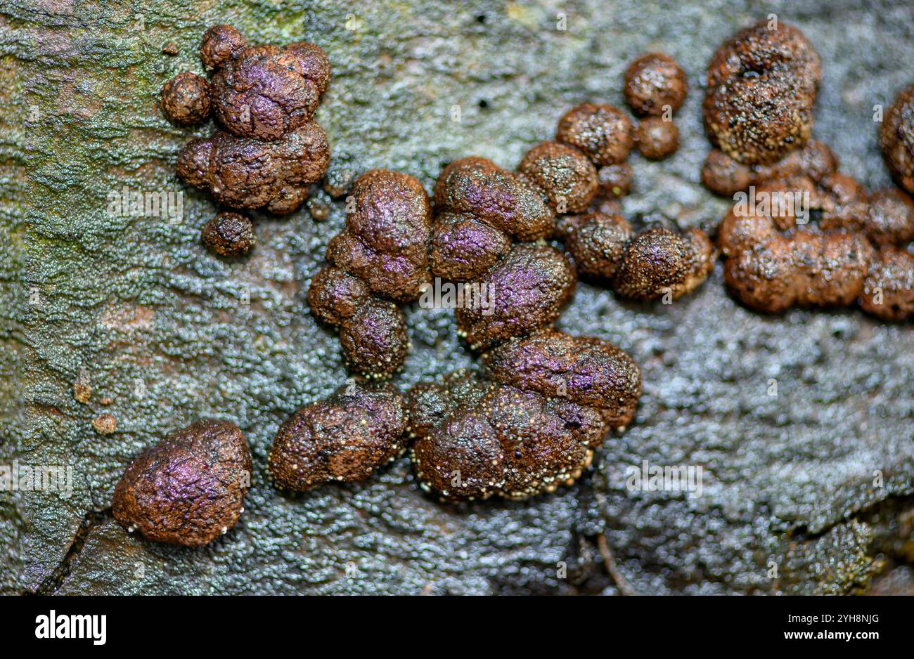 Hypoxylon sp. on fallen trees in Palatinate Forest, southern Germany in ...