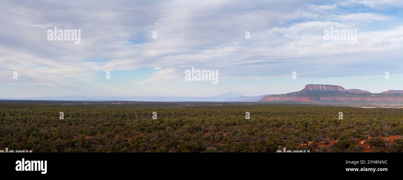 The Bears Ears Buttes rising high above a forest of juniper trees ...