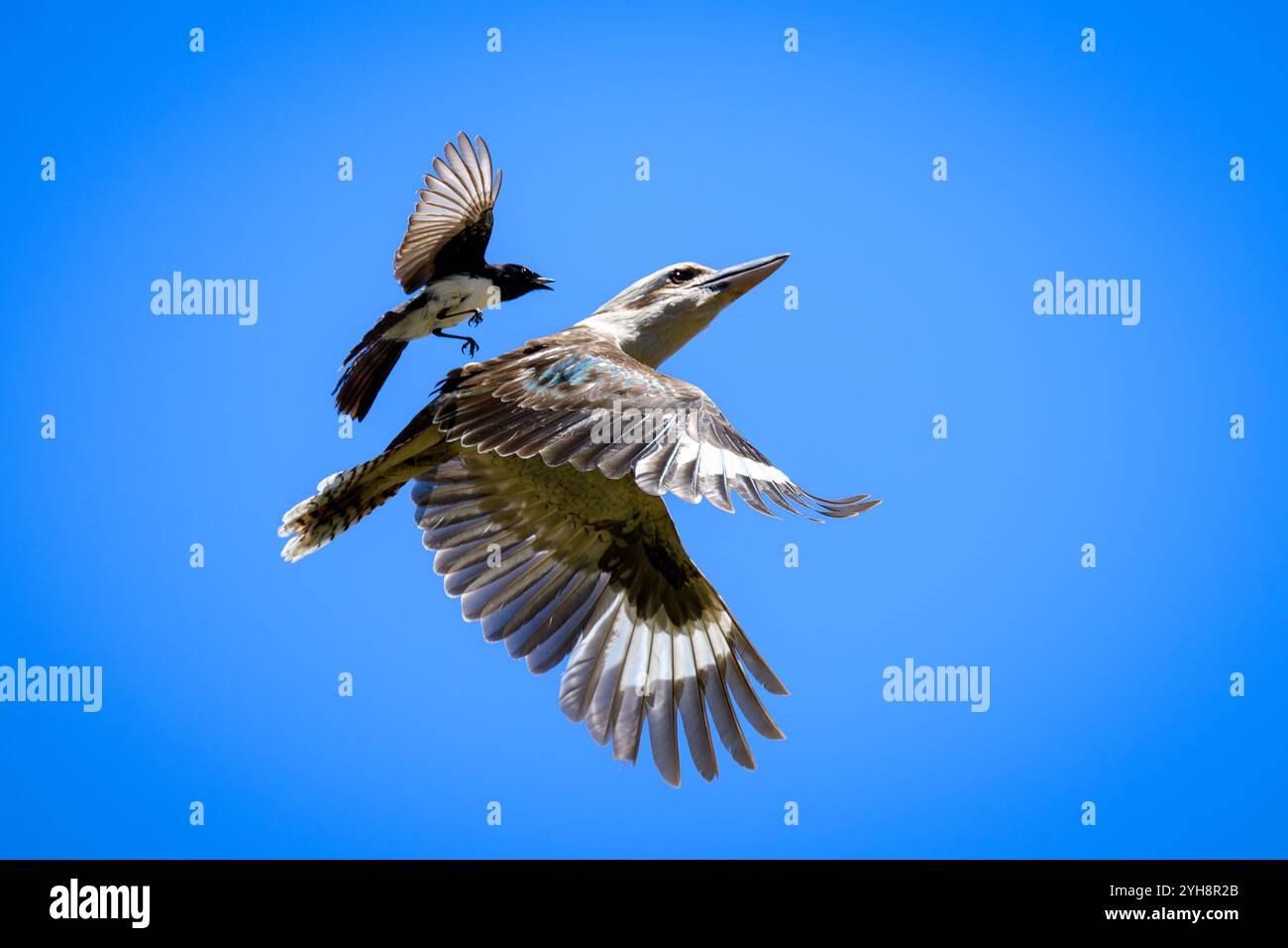 Kookaburra flying hi-res stock photography and images - Alamy