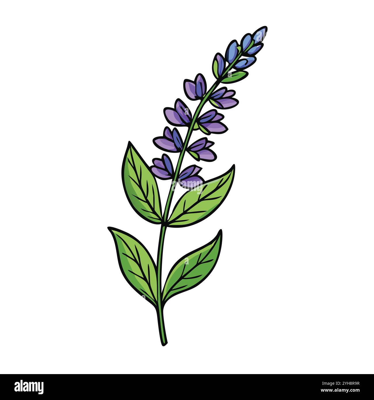 vector illustration of a salvia flower, for floral designs, botanical ...