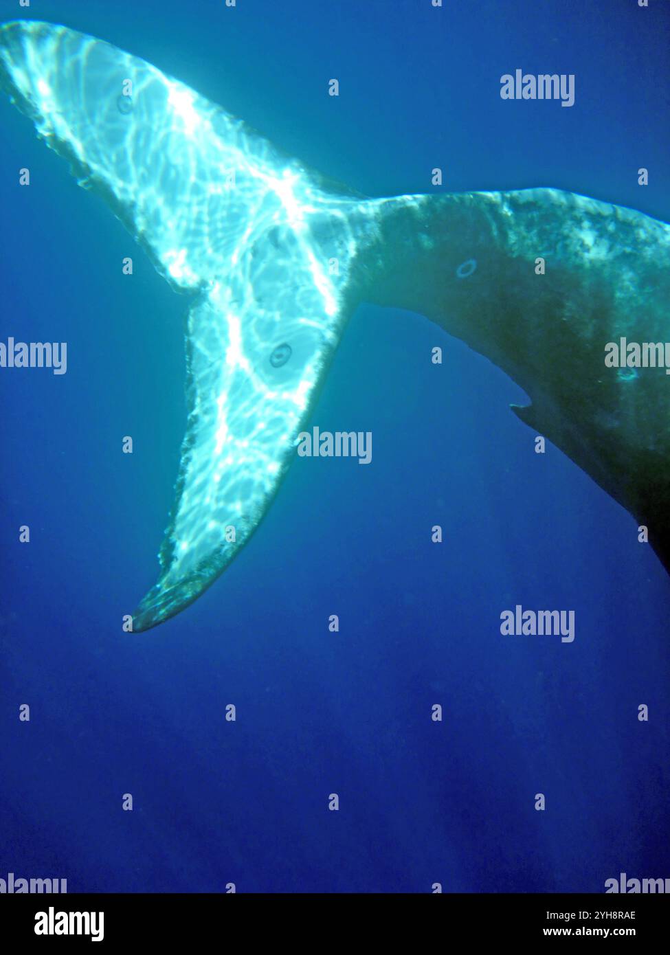 Swimming with Humpback Whales in Tahiti Stock Photo - Alamy