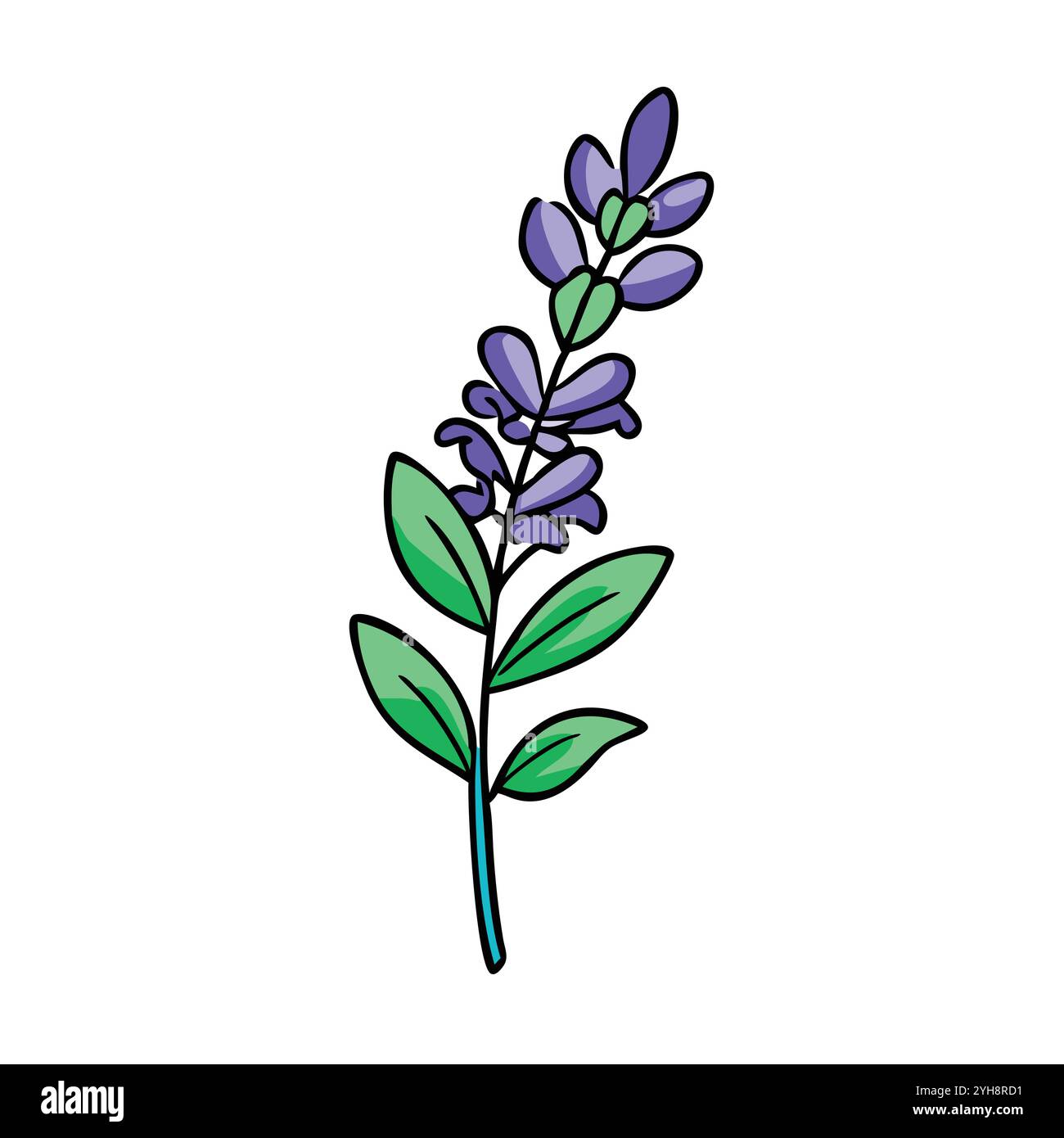 vector illustration of a salvia flower, for floral designs, botanical ...