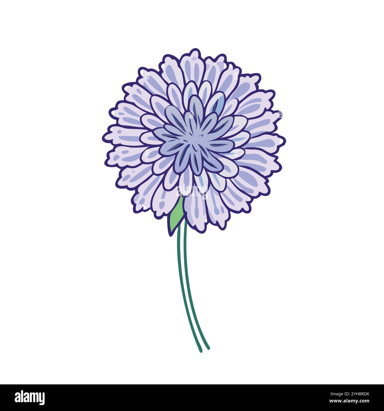vector illustration of a scabiosa flower, for floral designs, botanical ...