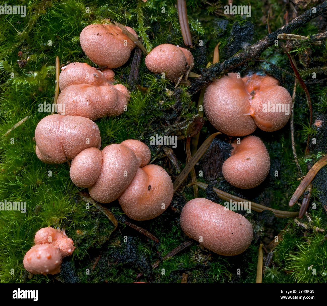 Wolf's milk (Lycogala epidendrum) a cosmopolitan species of slime mold ...