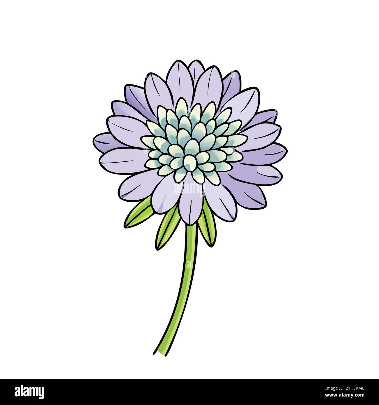 vector illustration of a scabiosa flower, for floral designs, botanical ...