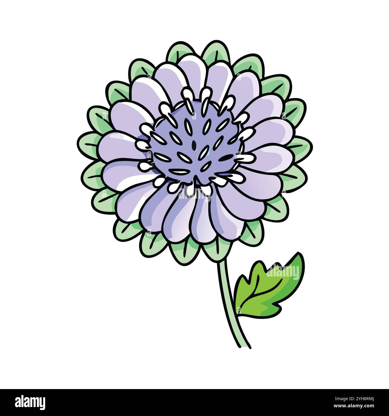vector illustration of a scabiosa flower, for floral designs, botanical ...
