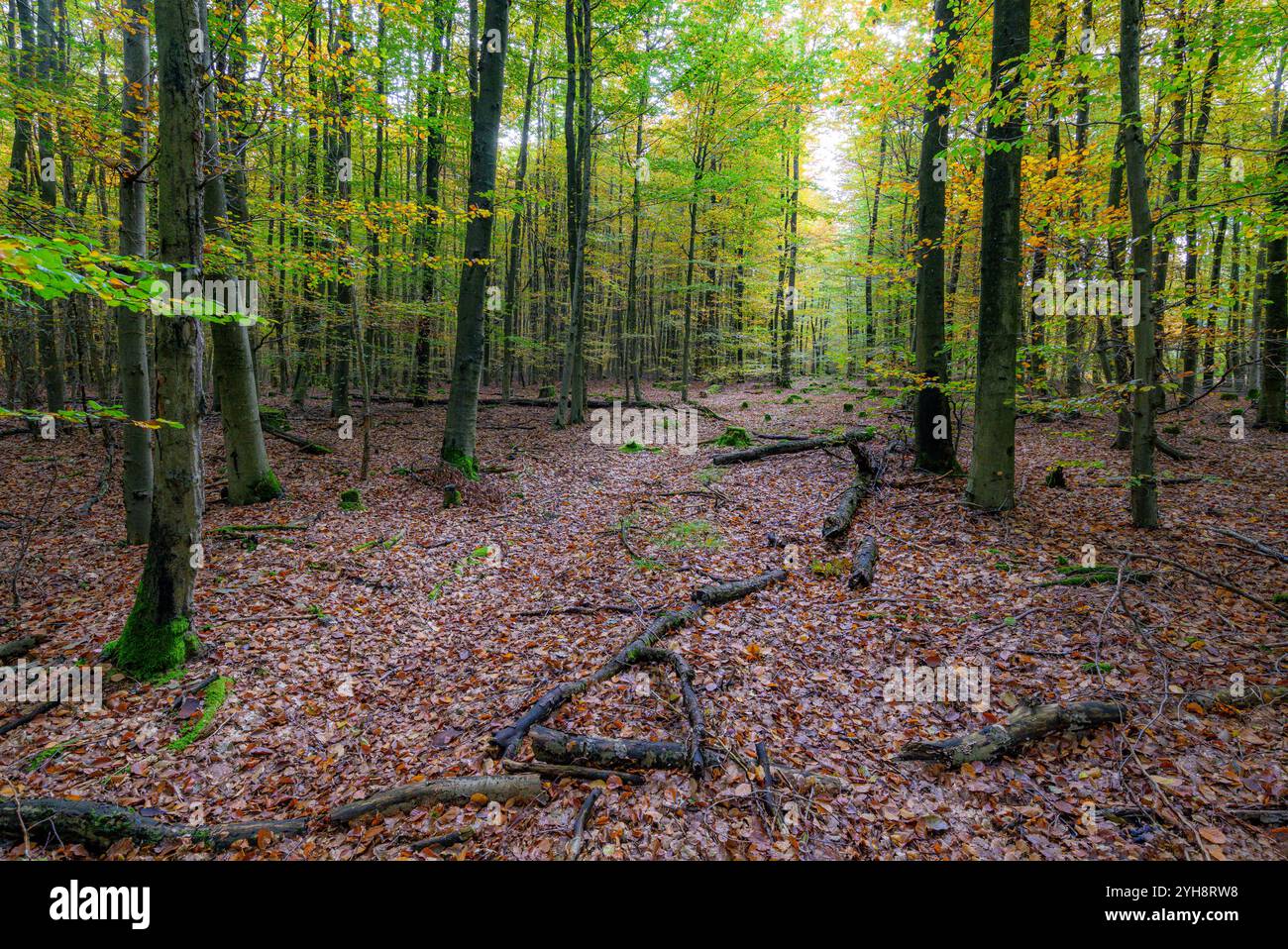 Fall foliage and decaying leaves in Palatinate Forest (Rhineland ...