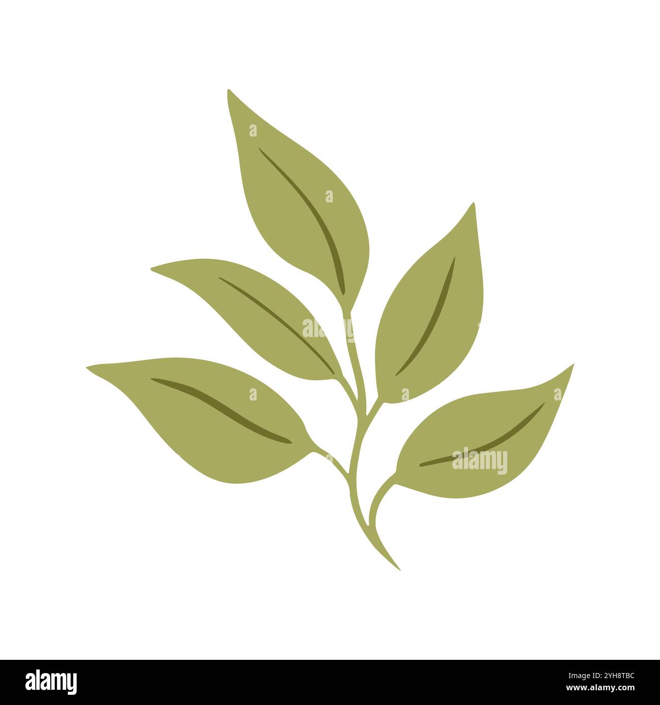 A sprig of a plant. Green leaves on a tree branch. Nature and flora ...