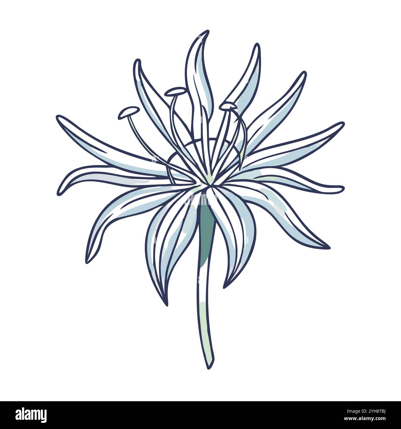 vector illustration of a spider lily flower, for floral designs ...