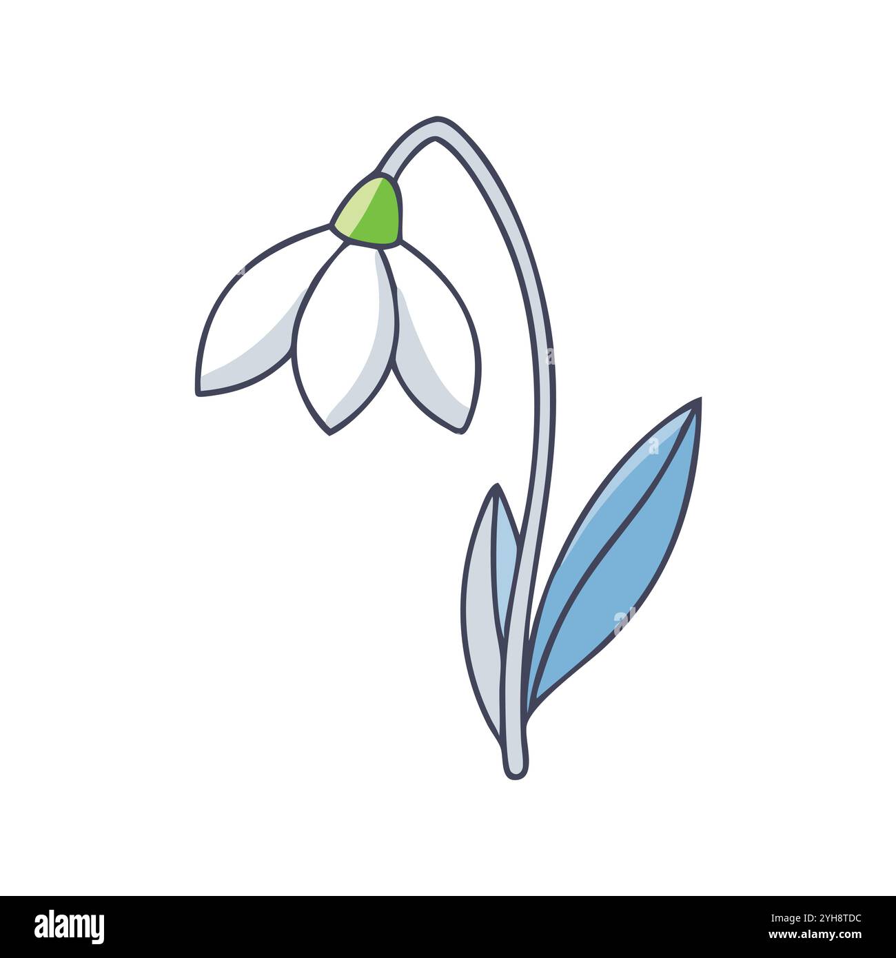 vector illustration of a snowdrop flower, for floral designs, botanical ...
