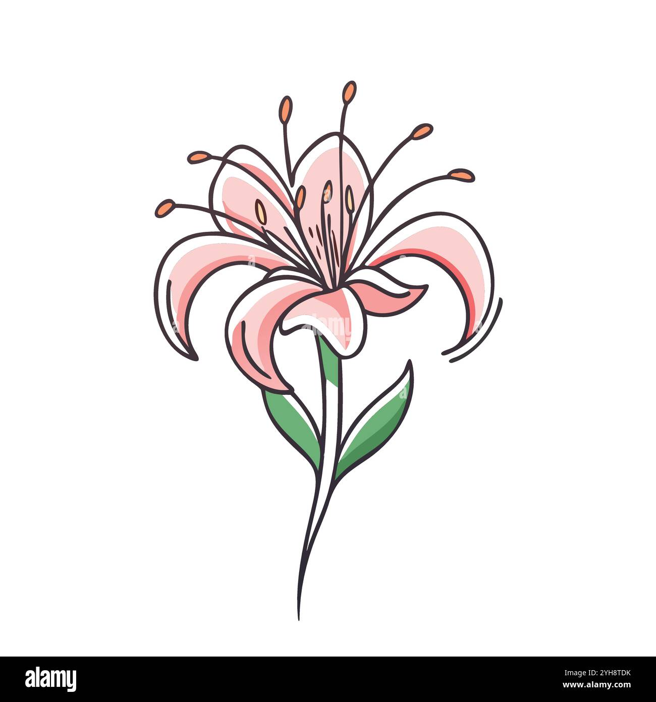 vector illustration of a spider lily flower, for floral designs ...