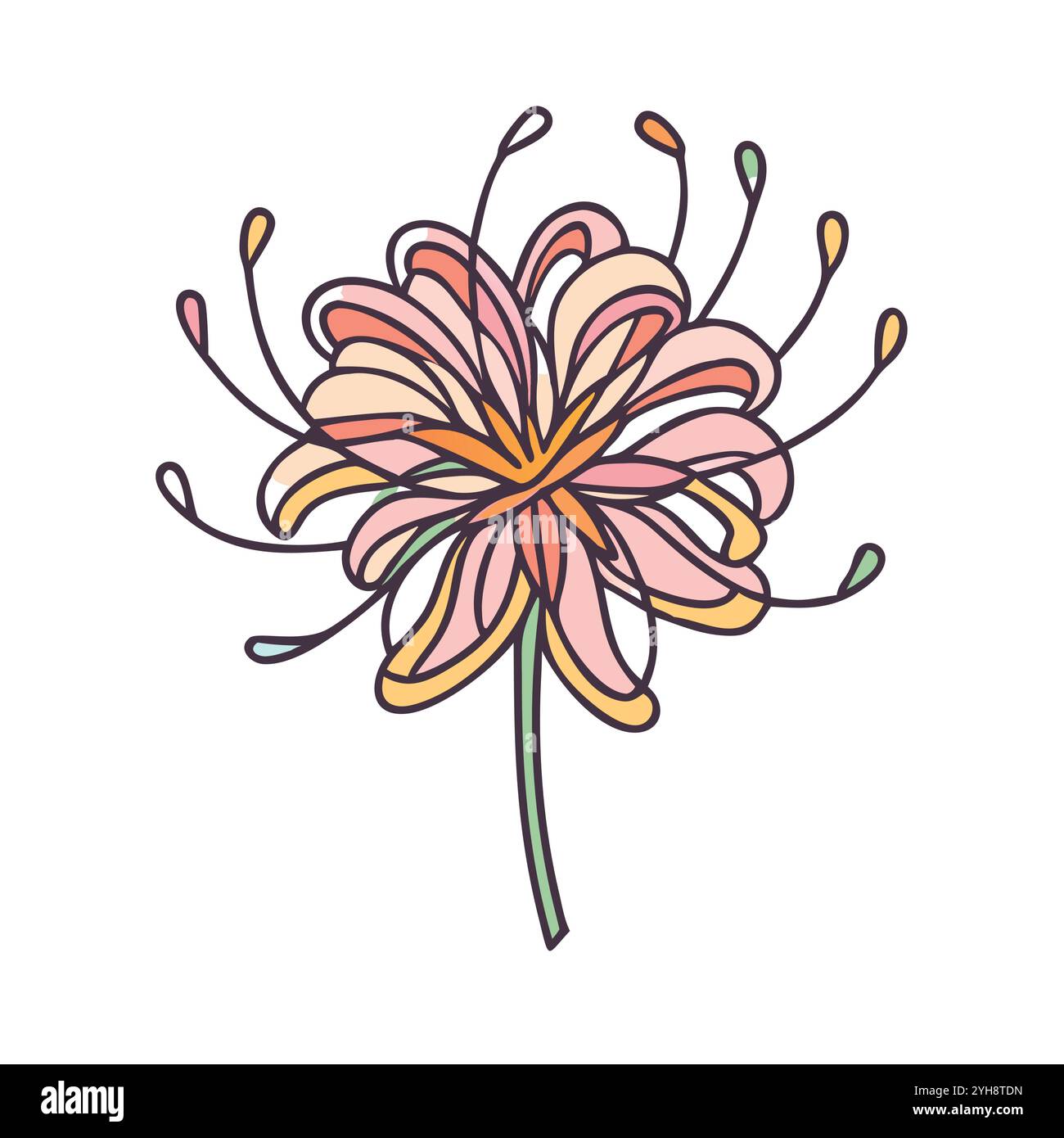 vector illustration of a spider lily flower, for floral designs ...