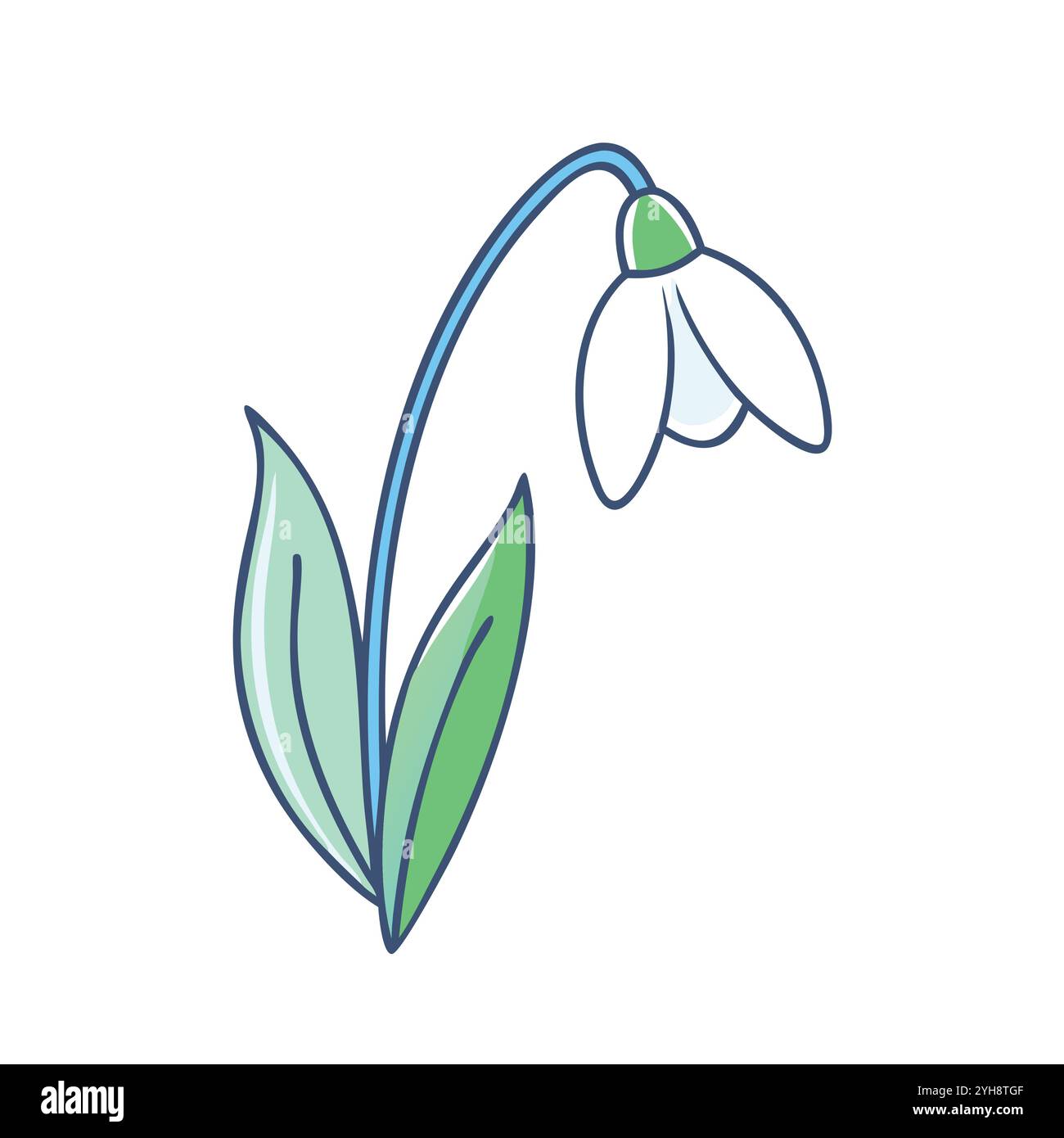 vector illustration of a snowdrop flower, for floral designs, botanical ...