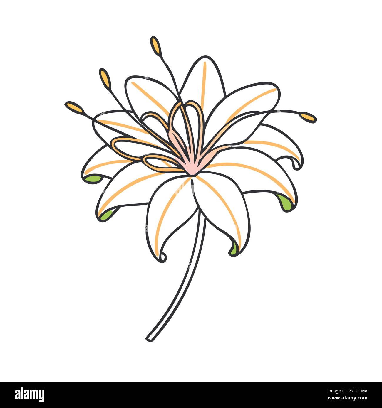 vector illustration of a spider lily flower, for floral designs ...
