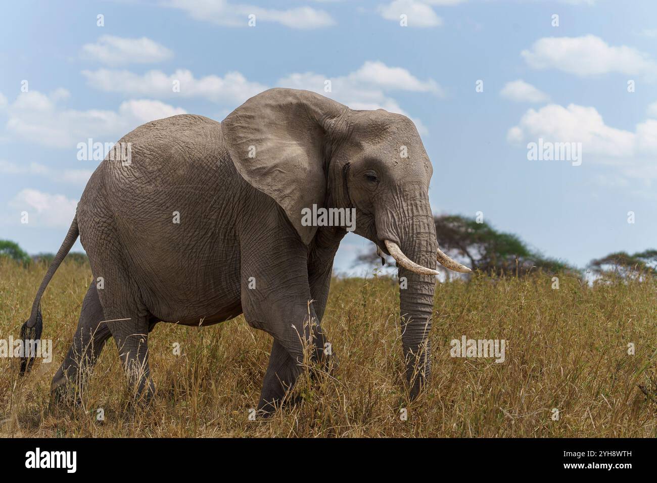 Majestic African elephant in the Serengeti making its way through the ...