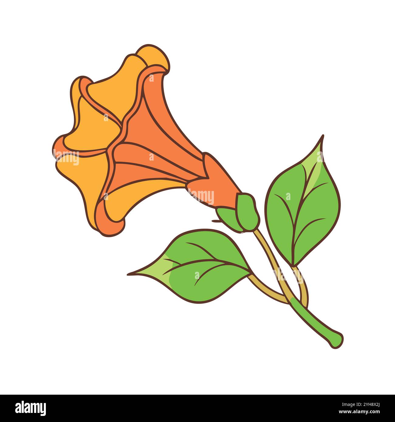 vector illustration of a trumpet vine flower, for floral designs ...